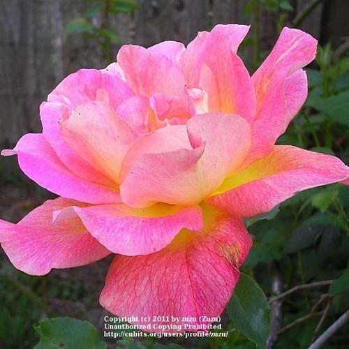 Rose (Rosa 'Talisman, Cl.') in the Roses Database - Garden.org