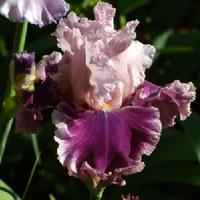 Photo of the bloom of Tall Bearded Iris (Iris 'Oxford Countess') posted ...