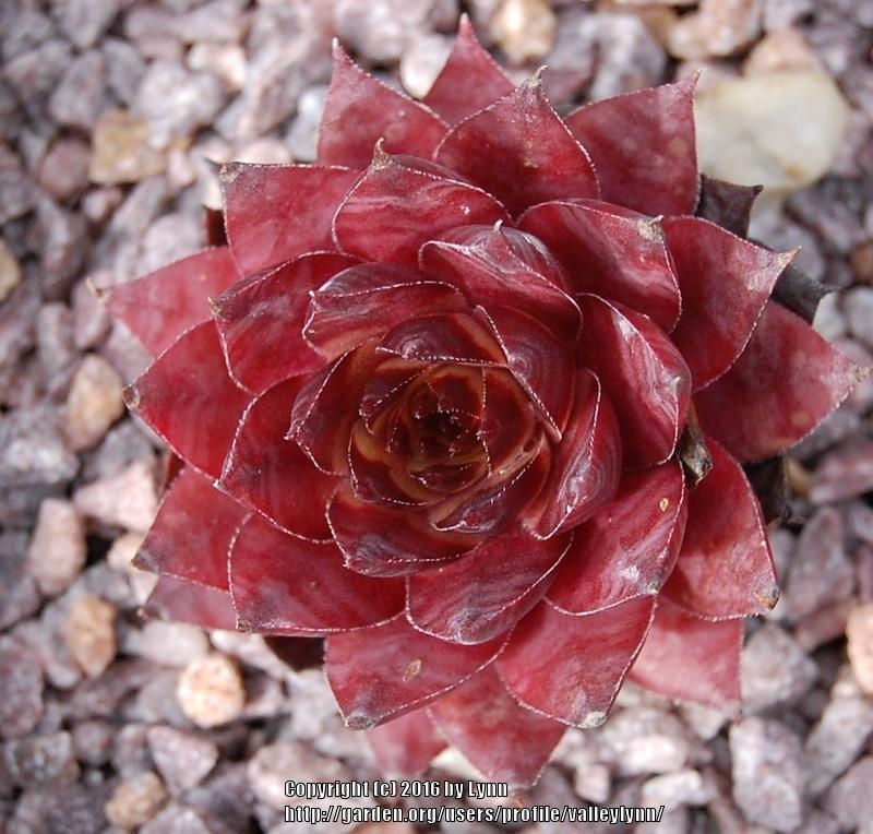 Photo of the entire plant of Hen and Chicks (Sempervivum 'Red Rum ...