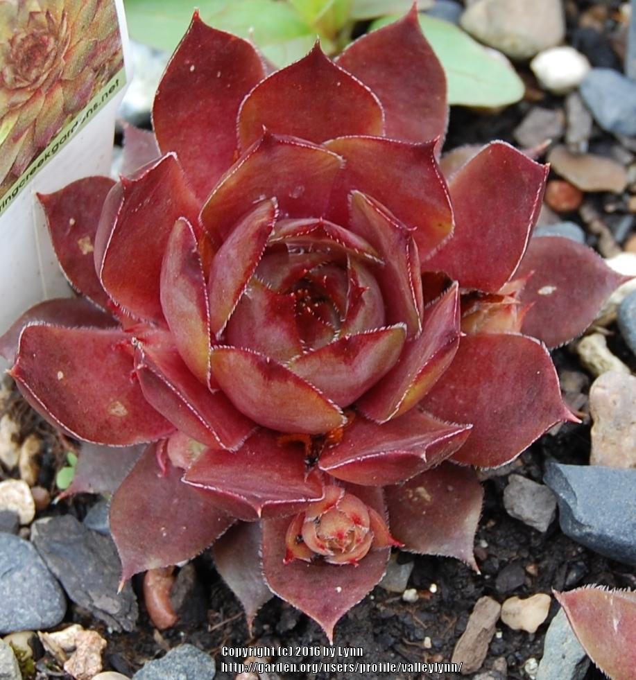 Hen and Chicks (Sempervivum 'Red Beauty') in the Sempervivum Database ...