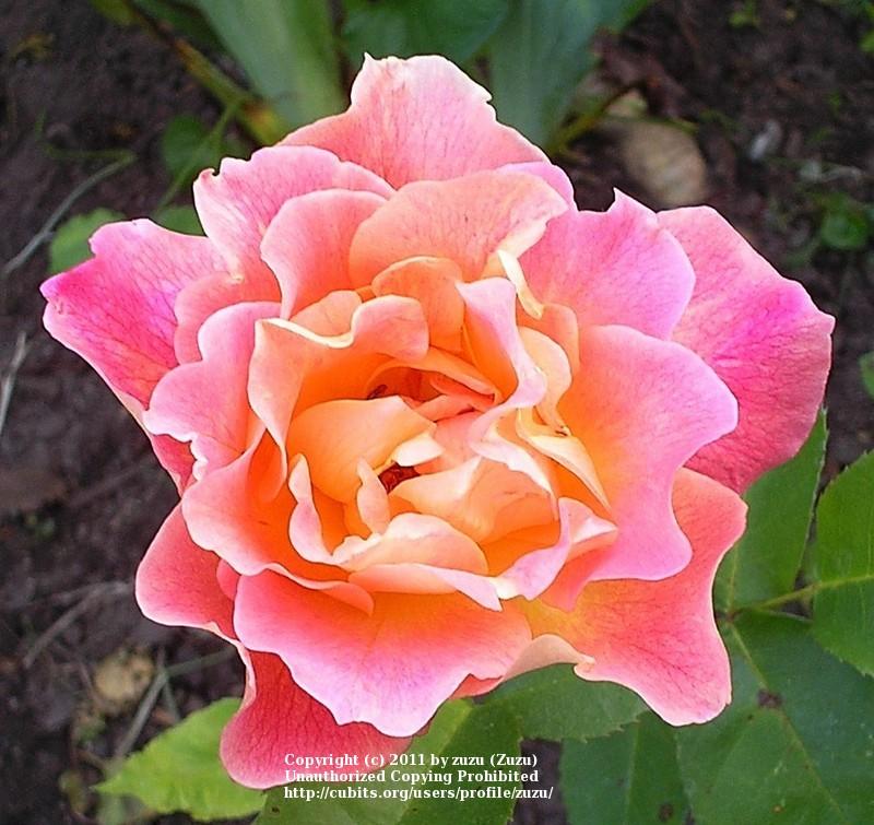 Rose (Rosa 'Talisman') in the Roses Database - Garden.org