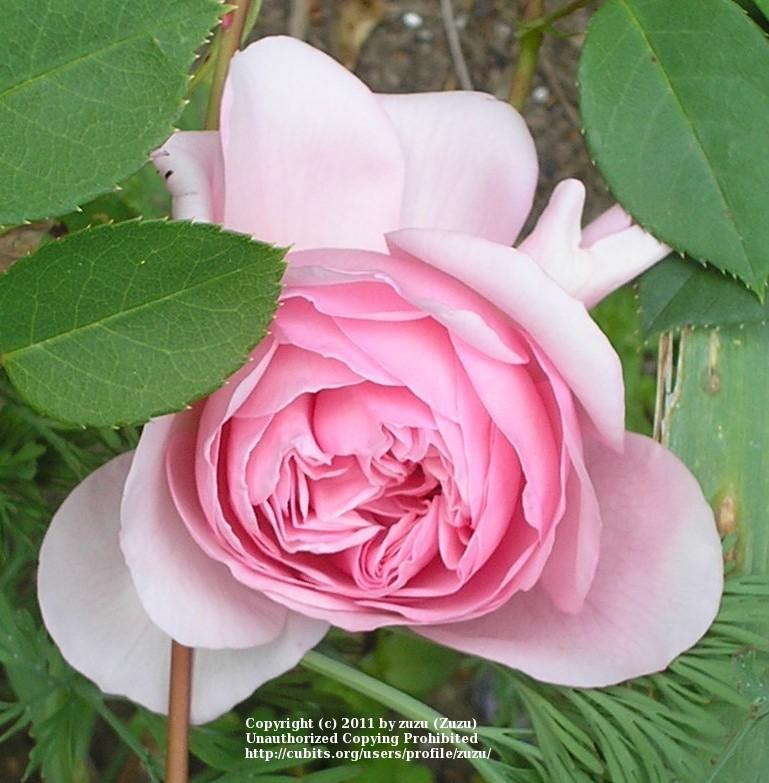 Photo of the bloom of Rose (Rosa 'Sonia Rykiel') posted by zuzu ...