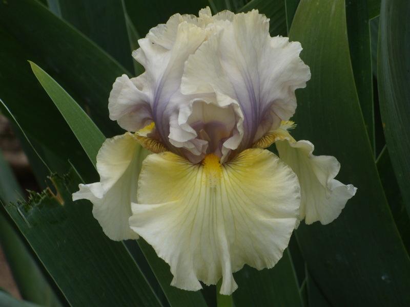 Tall Bearded Iris (Iris 'Secret Partner') in the Irises Database ...
