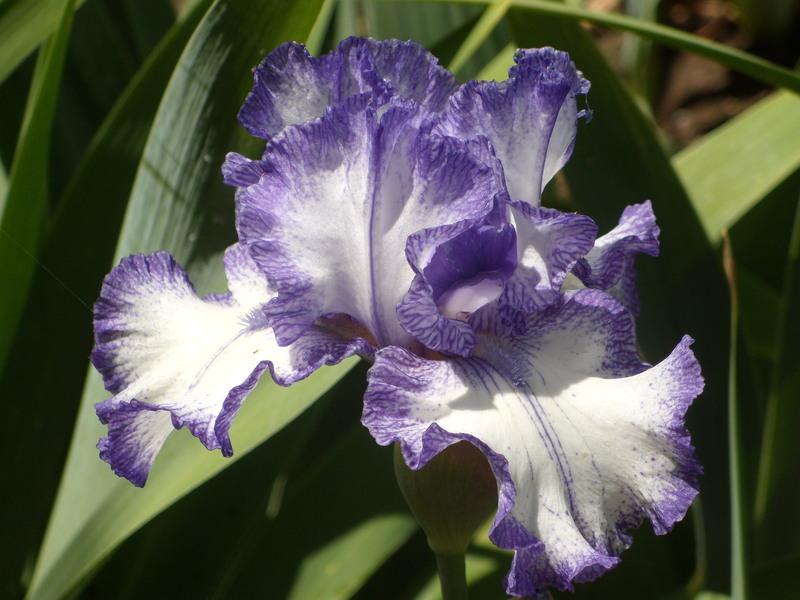 Photo of the bloom of Tall Bearded Iris (Iris 'Ink Patterns') posted by ...