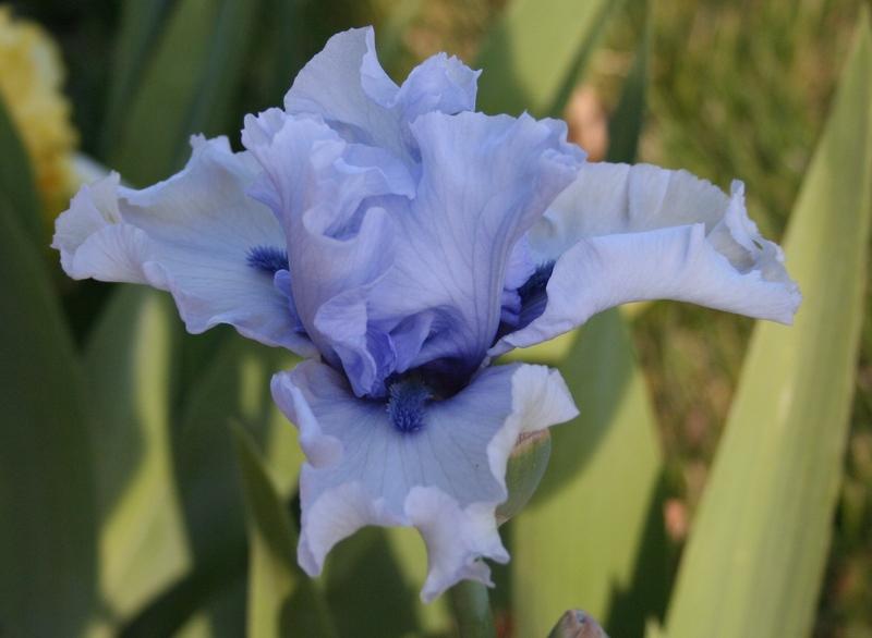 Photo of the bloom of Tall Bearded Iris (Iris 'Blue Trill') posted by ...