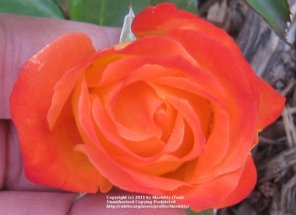 Photo of the bloom of Rose (Rosa 'Outrageous') posted by Skiekitty ...