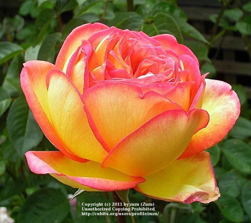 Photo of the bloom of Rose (Rosa 'Centennial Star') posted by zuzu ...
