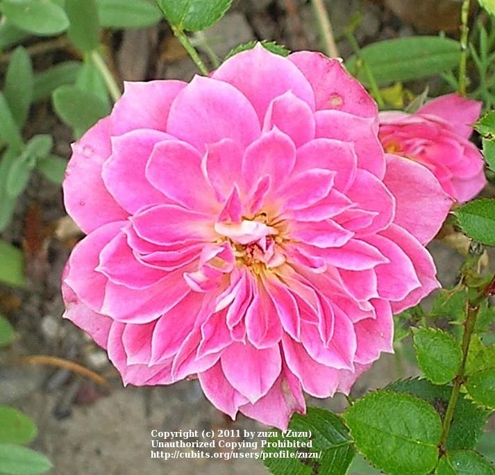 Rose (Rosa 'Doris Bennett') in the Roses Database - Garden.org