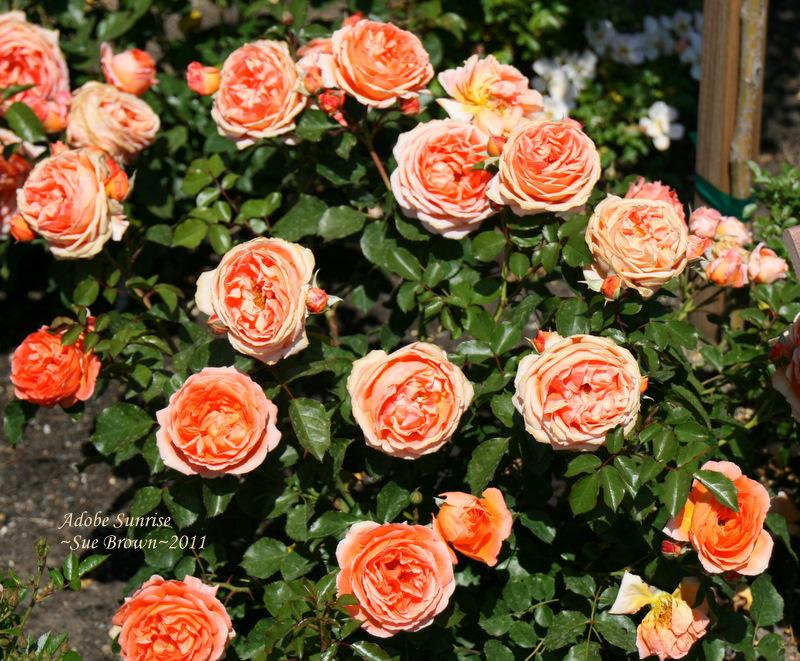 Photo of the entire plant of Rose (Rosa 'Adobe Sunrise') posted by ...