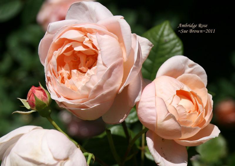 Photo of the bloom of Rose (Rosa 'Ambridge Rose') posted by Calif_Sue ...