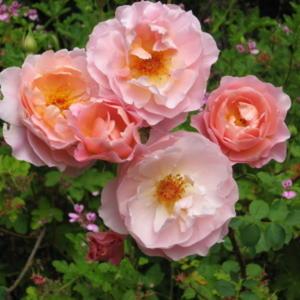 Rose (Rosa 'Belle Story') in the Roses Database - Garden.org