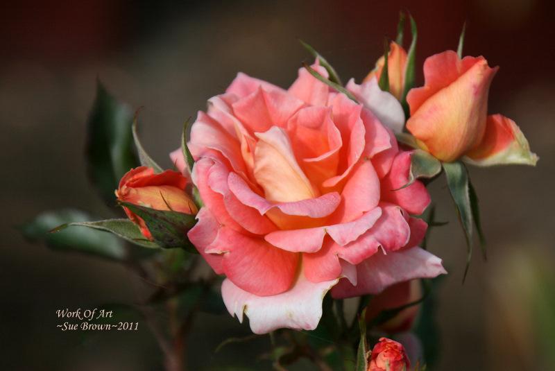 Photo of the bloom of Rose (Rosa 'Work of Art') posted by Calif_Sue ...