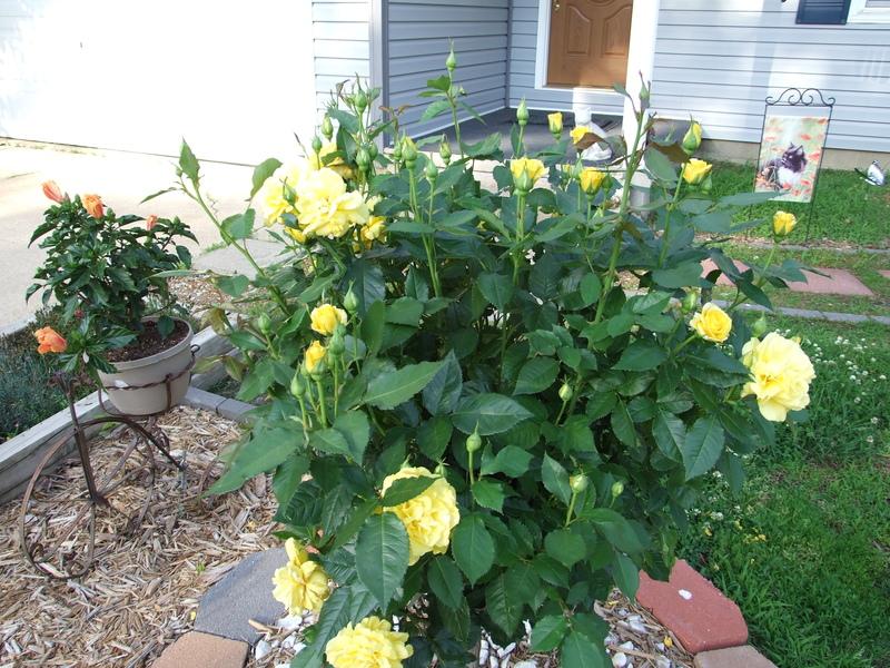 Calling all yellow roses in the Roses forum - Garden.org