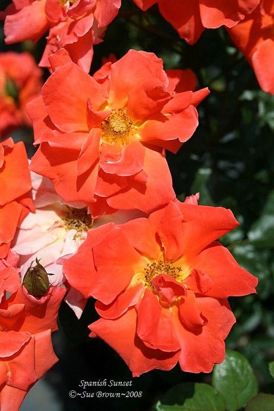 Rose (Rosa 'Spanish Sunset') in the Roses Database - Garden.org