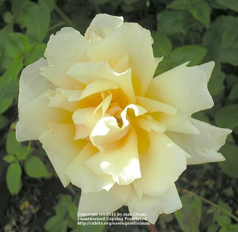 Rose (Rosa 'Calico Gal') in the Roses Database - Garden.org