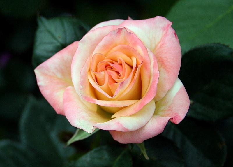 Rose (Rosa 'Seattle Sunrise') in the Roses Database - Garden.org