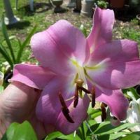 Photo of the bloom of Lily (Lilium 'Robina') posted by Debbie - Garden.org