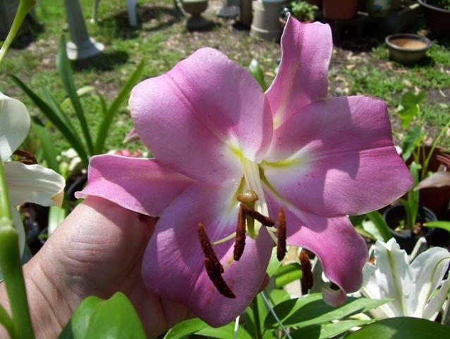 Photo of the bloom of Lily (Lilium 'Robina') posted by Debbie - Garden.org