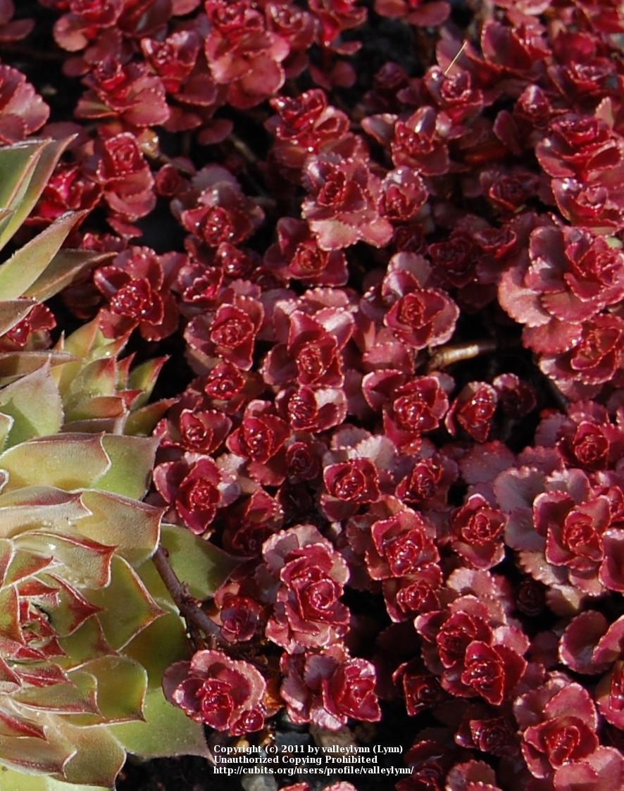 What To Do When Your Hardy Succulent Plant Plugs Arrive - Garden.org