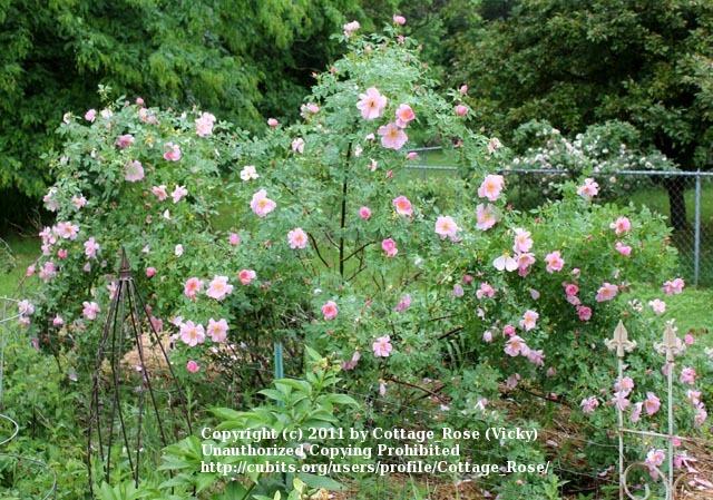 Photo of the entire plant of Rose (Rosa 'Applejack') posted by Cottage ...