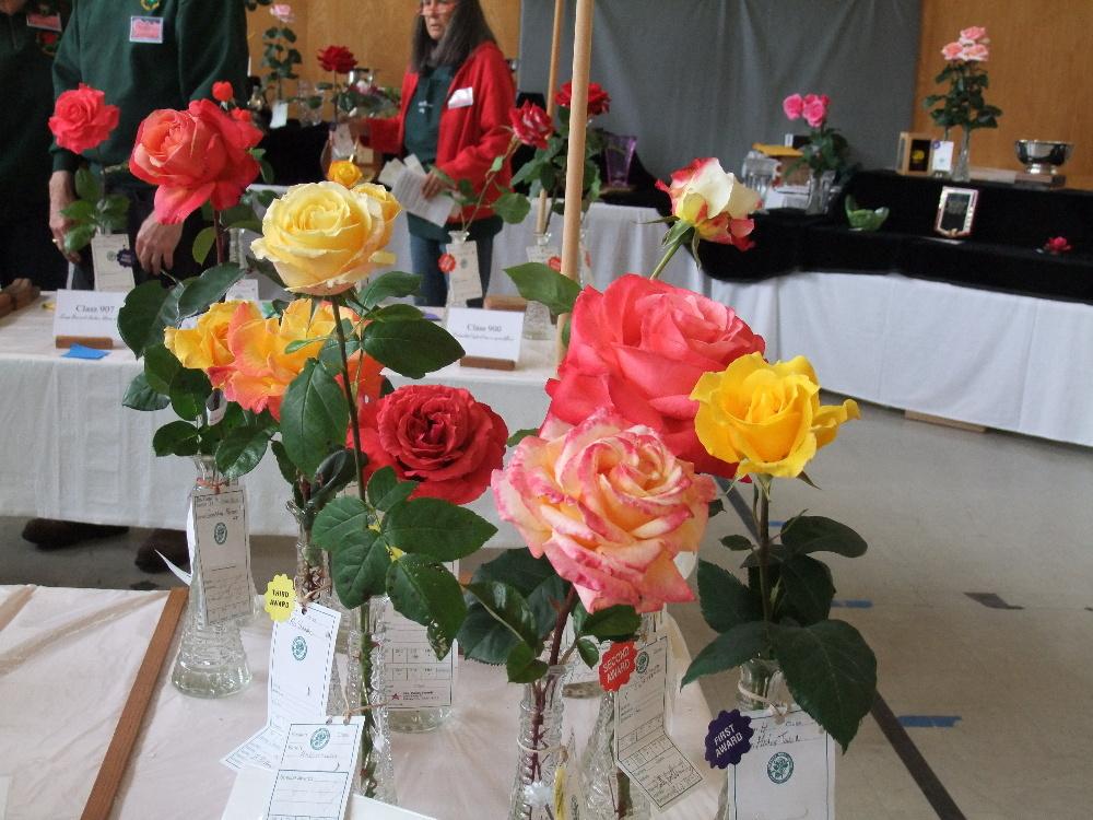 Rose Show in the Roses forum - Garden.org