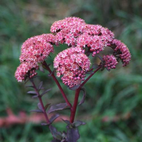 Stonecrop (Hylotelephium telephium subsp. telephium 'Purple Emperor ...
