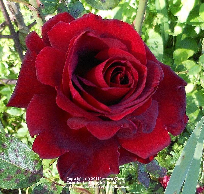 Rose (Rosa 'Always & Forever') in the Roses Database - Garden.org