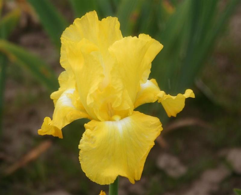 Tall Bearded Iris (Iris 'Burning Bright') in the Irises Database ...