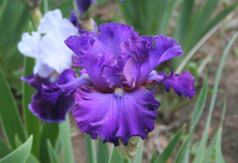 Tall Bearded Iris (Iris 'Royal Vestments') in the Irises Database ...