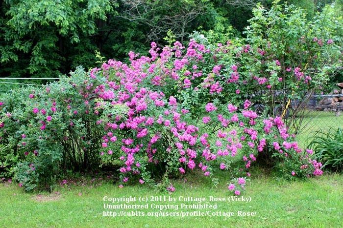 Photo of the entire plant of Rose (Rosa 'Amethyste') posted by Cottage ...