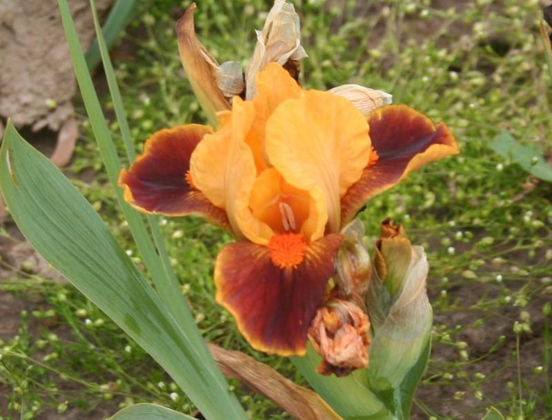 Standard Dwarf Bearded Iris (Iris 'Small Margin') in the Irises ...