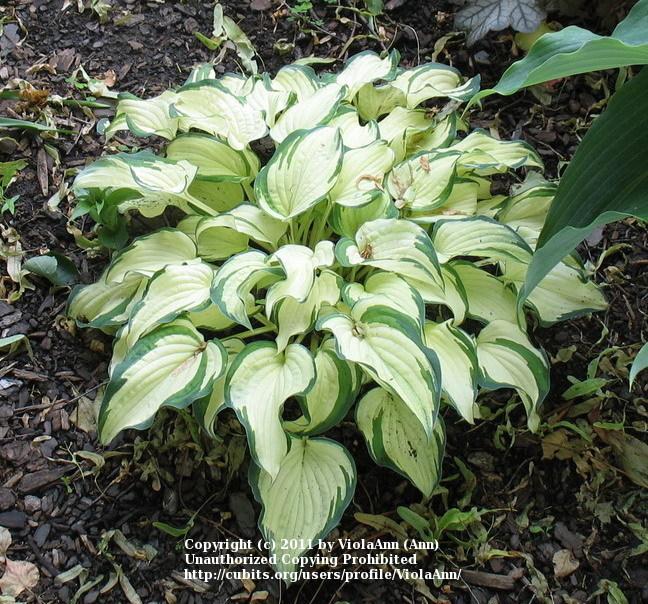 Hosta 'Ghost Spirit' in the Hostas Database - Garden.org