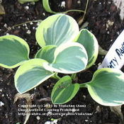 Hosta 'Mighty Mouse' in the Hostas Database - Garden.org