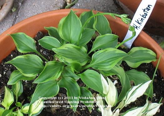Photo of the entire plant of Hosta 'Kinbotan' posted by ViolaAnn ...