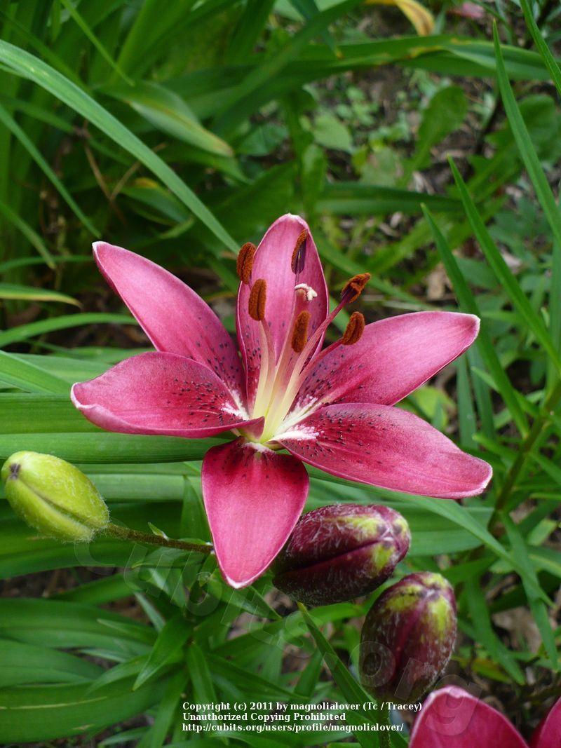 Lily (Lilium 'Prairie Jewel') in the Lilies Database - Garden.org
