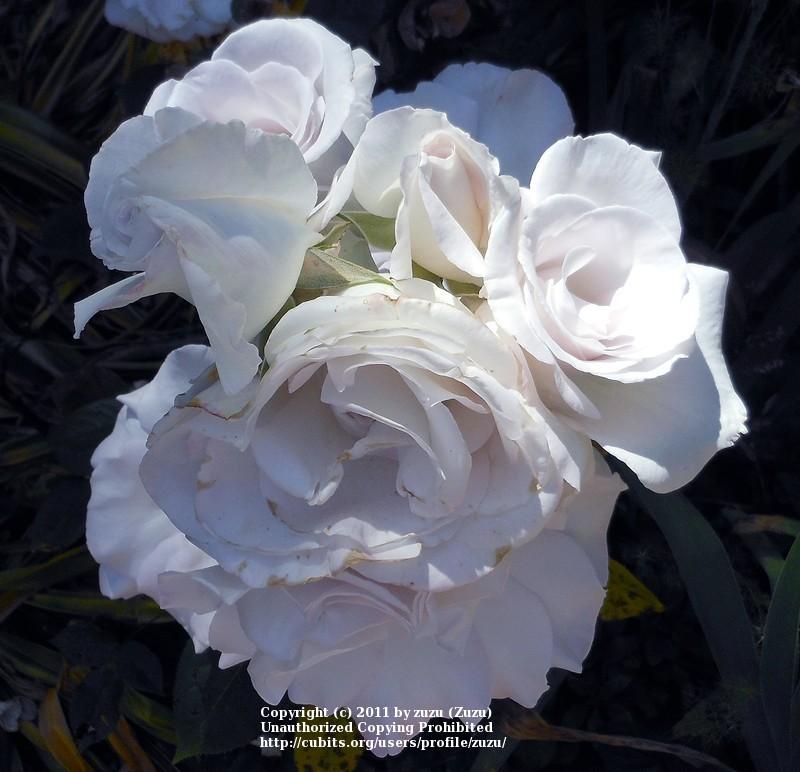 Photo of the bloom of Rose (Rosa 'World War II Memorial Rose') posted ...