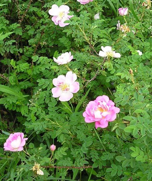 Photo of the bloom of Rose (Rosa 'Double Red Burnet Rose') posted by ...