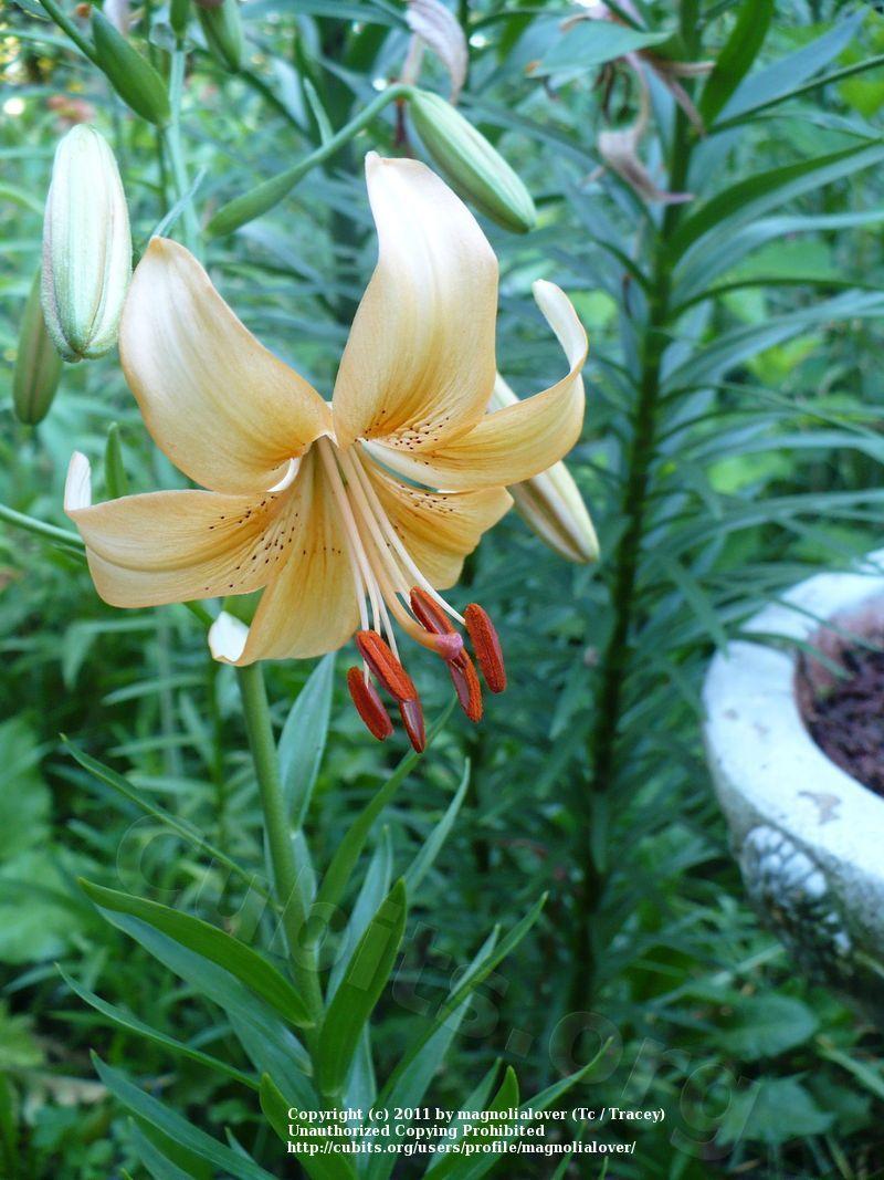 Lily (Lilium 'Peach Butterflies') in the Lilies Database - Garden.org