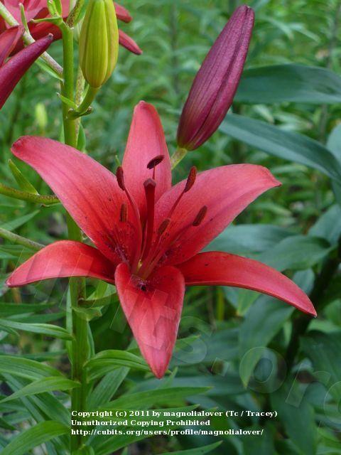 Lily (Lilium 'River Rouge') in the Lilies Database - Garden.org
