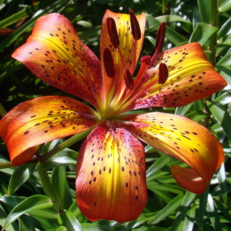 Asiatic Lily (Lilium 'Firestar') in the Lilies Database - Garden.org