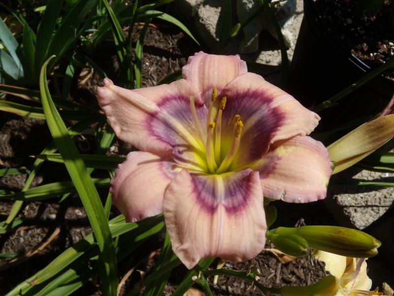 Photo of the bloom of Daylily (Hemerocallis 'Cryptic Cypher') posted by ...