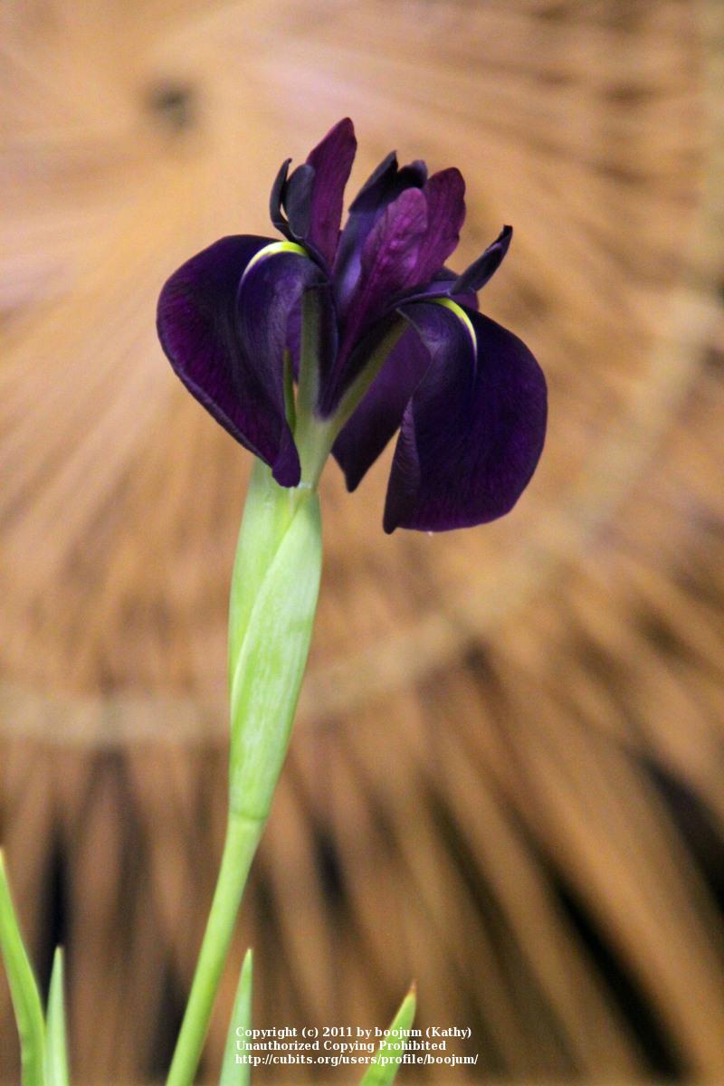 Photo of the bloom of Japanese Iris (Iris ensata 'R. Giskard') posted ...