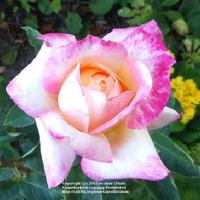 Photo of the bloom of Rose (Rosa 'Classic Beauty') posted by zuzu ...