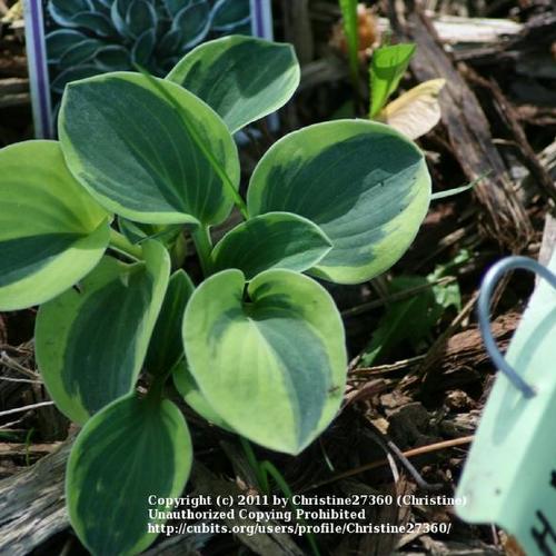 Hosta 'Mighty Mouse' in the Hostas Database - Garden.org