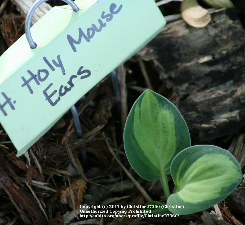 Some Cute Mice!!! in the Hostas forum - Garden.org