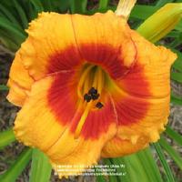 Photo of the bloom of Daylily (Hemerocallis 'Bold Tiger') posted by kimkats - Garden.org