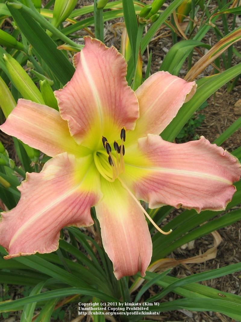 Photo of the bloom of Daylily (Hemerocallis 'Mama's Pajamas') posted by kimkats - Garden.org