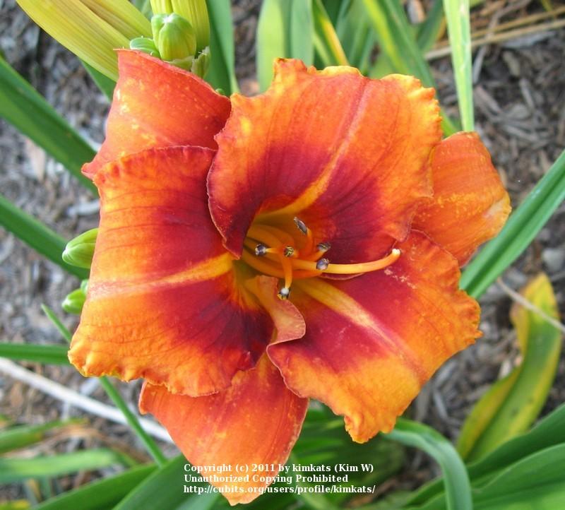 Photo of the bloom of Daylily (Hemerocallis 'Tigger') posted by kimkats - Garden.org