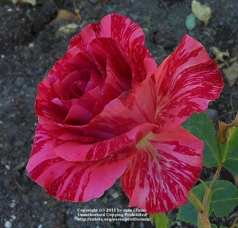 Photo of the bloom of Rose (Rosa 'Red Intuition') posted by zuzu ...