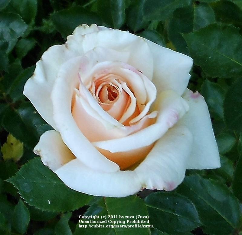 Photo of the bloom of Rose (Rosa 'Buttercup') posted by zuzu - Garden.org